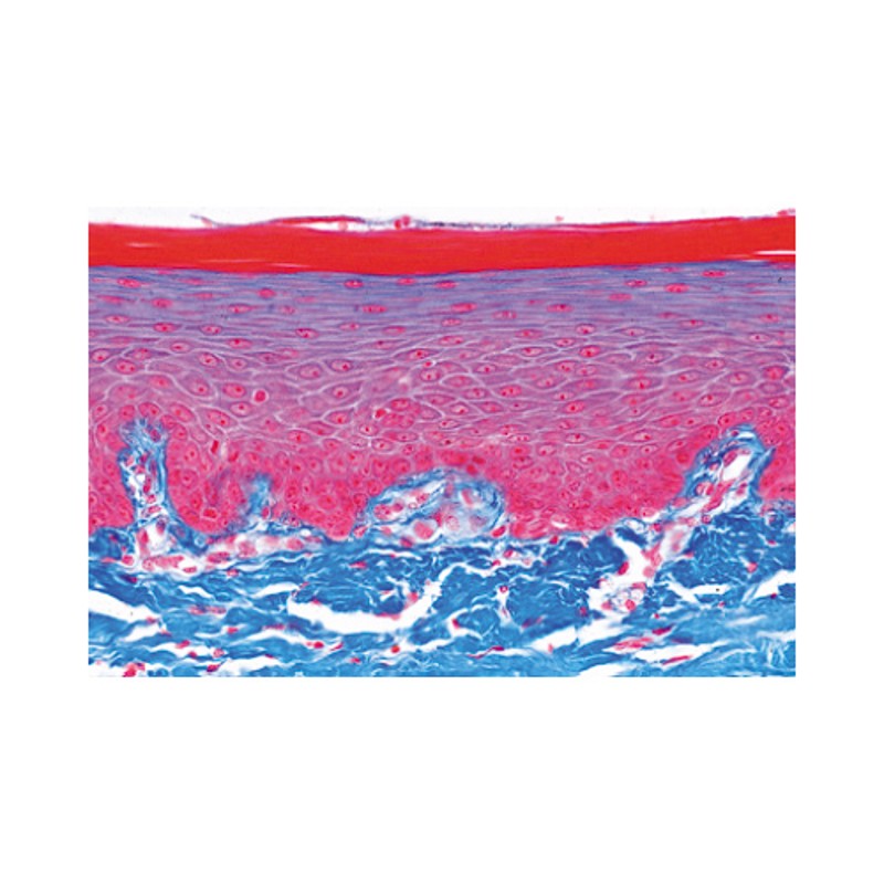 3B Scientific Human Histology Slides | Health and Care